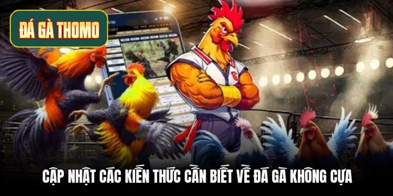 Đá gà không cựa - Đỉnh cao bản lĩnh và sức bền chiến kê