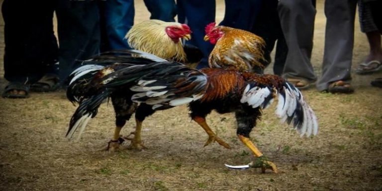 Đá Gà Thomo Campuchia – Sân Chơi Quy Tụ Nhiều Trận Hay